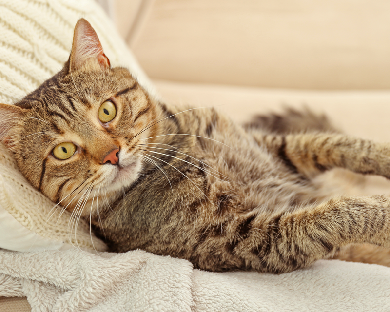 Is je kat lusteloos? Hou haar goed in de gaten! - My Happy Pet